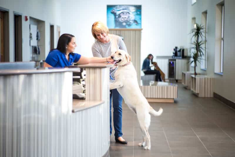 How To Build a Financial Model For a Veterinary Clinic