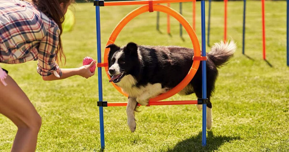 Sales & Marketing Plan for a Pet Training Business - SharpSheets